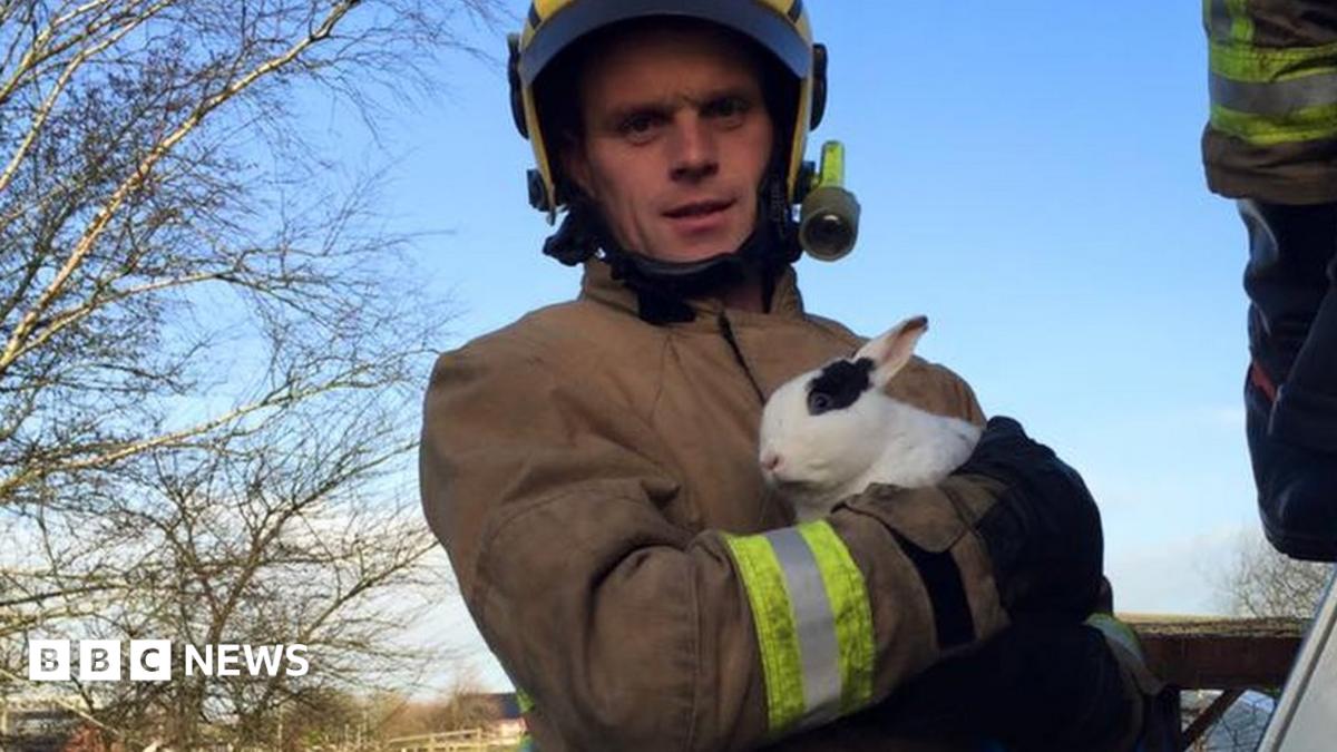 Omagh's flying rabbit: Bunny rescued from roof after Storm Gertrude ...
