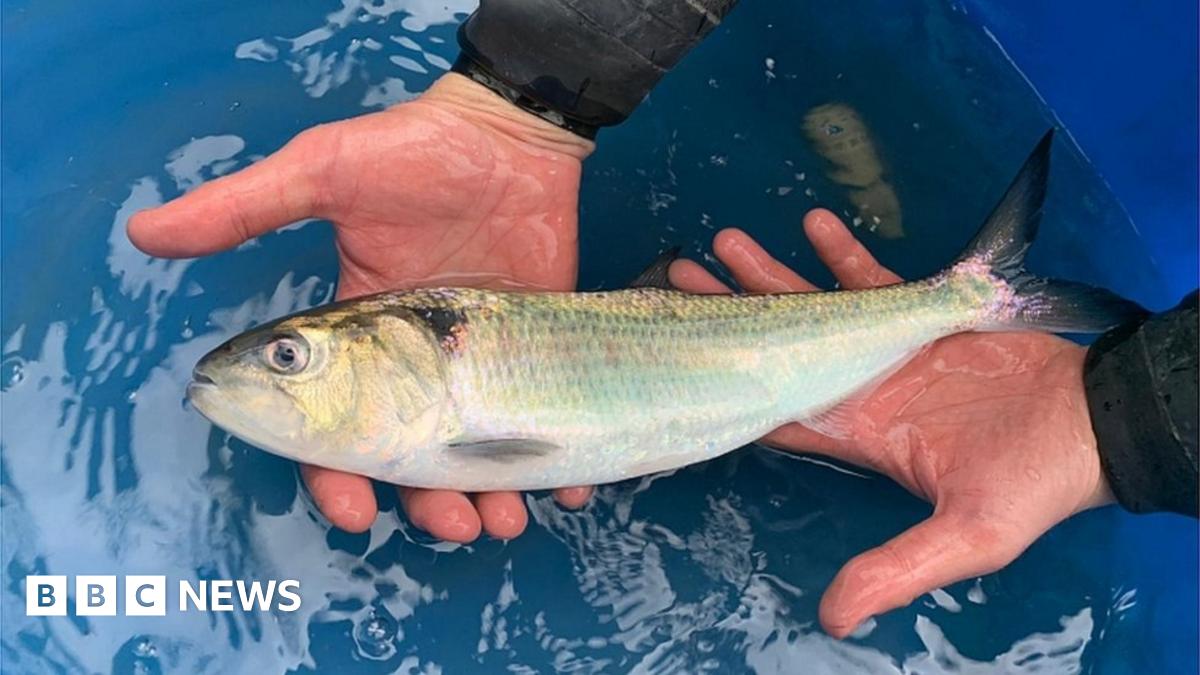 Rare fish set for return to River Severn breeding grounds - BBC News