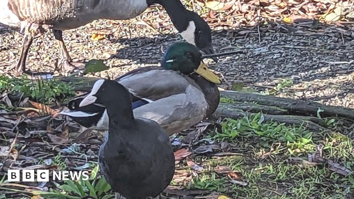 Duck survives being shot with crossbow at Telford lake - BBC News