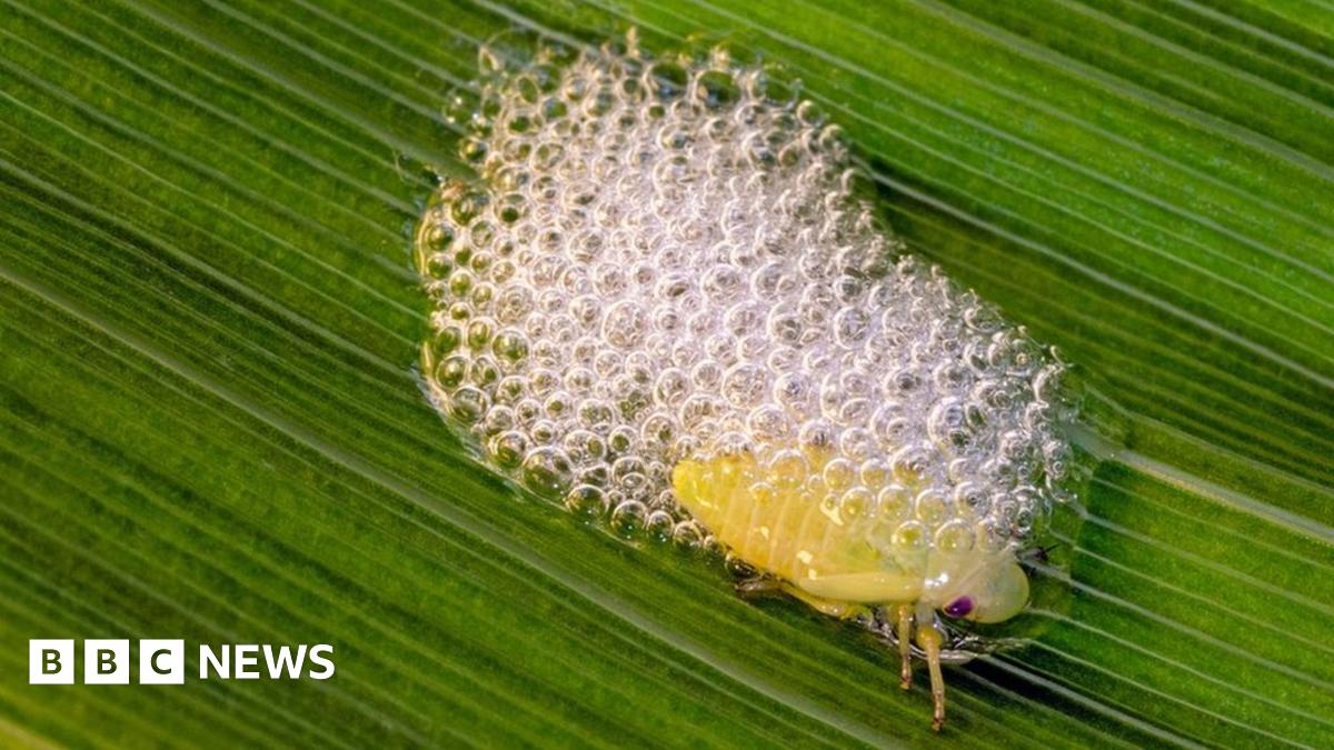 Revealed: The secret life of the spittlebug - BBC News