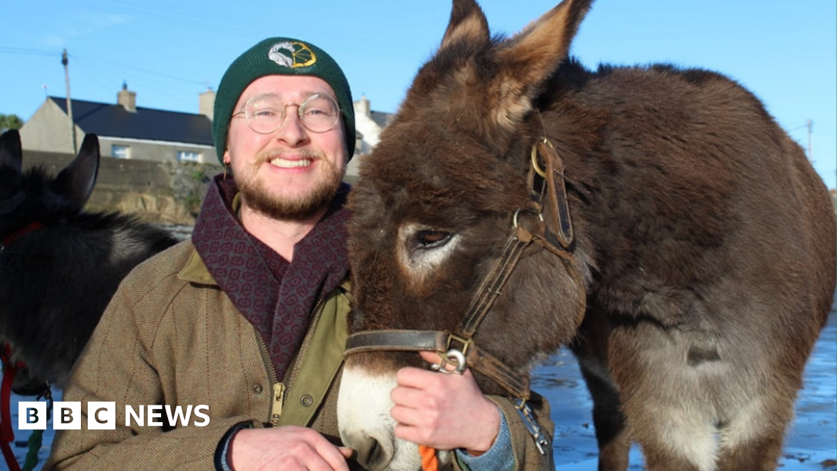 What should I do with my Christmas tree this year? - BBC News