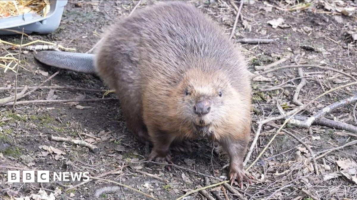 Beavers released in Trentham Gardens to boost biodiversity - BBC News