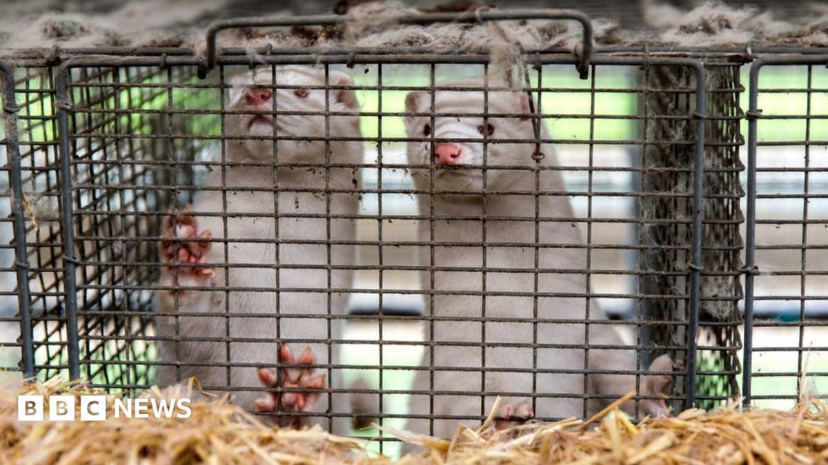 'Mutant coronavirus' seen before on mink farms, say scientists - BBC News