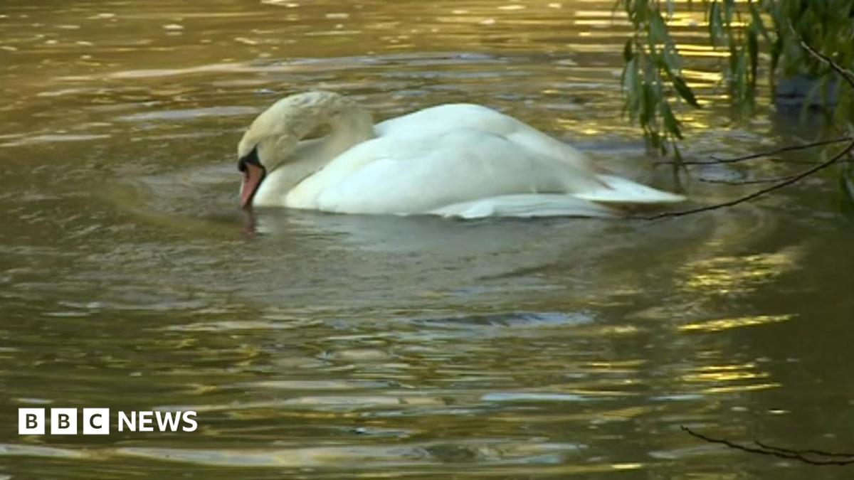 Bird flu fears after swan deaths in Stratford-upon-Avon - BBC News