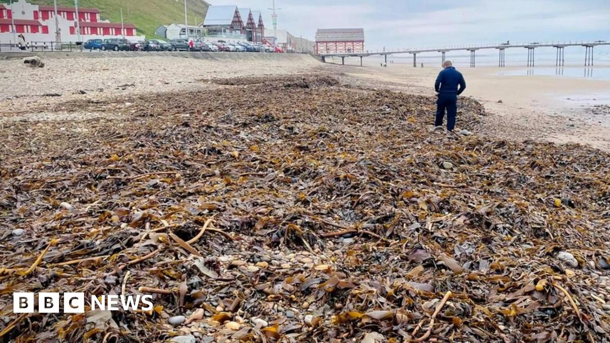Shellfish deaths: MPs call for review of dredging in River Tees - BBC News