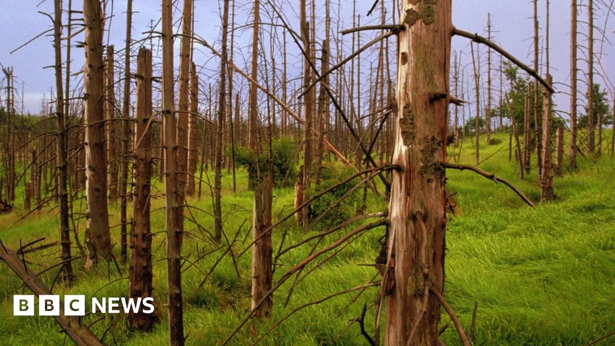 Climate change: The environmental disasters we've almost fixed - BBC News