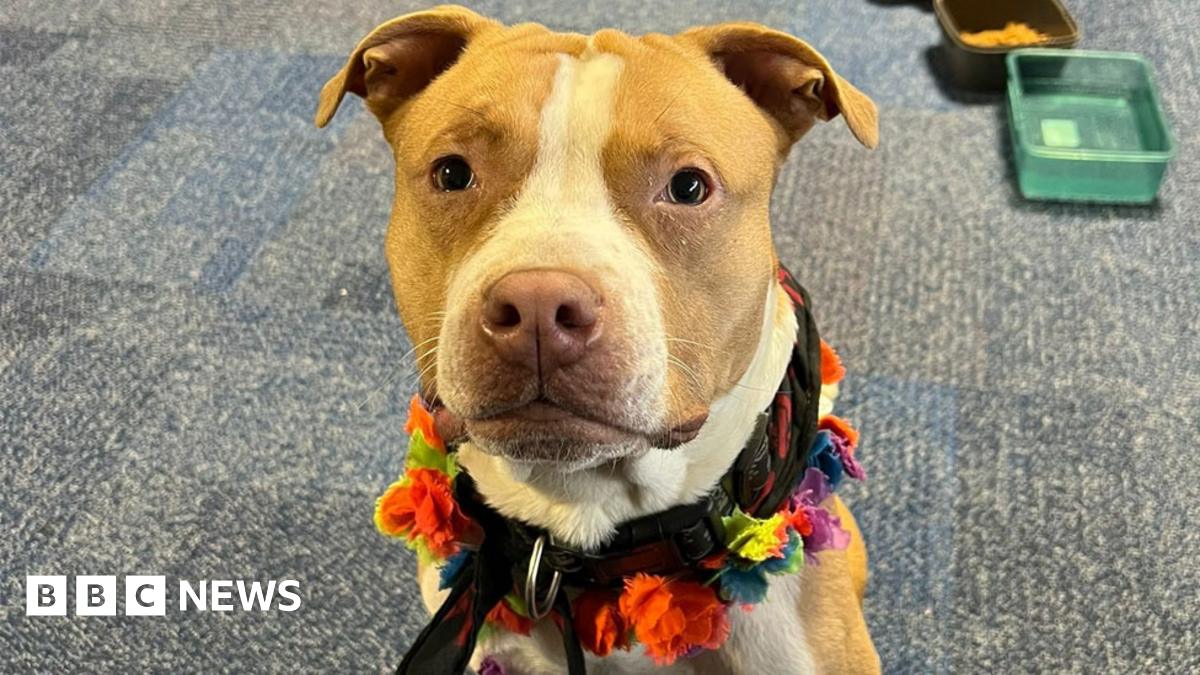 Punched dog rescued by Milton Keynes police officers - BBC News