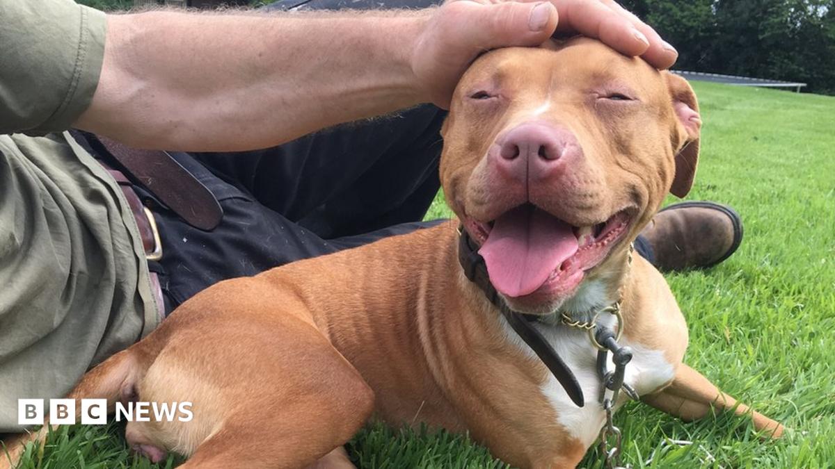 'Death Row' dog Stella freed and gets new owner - BBC News
