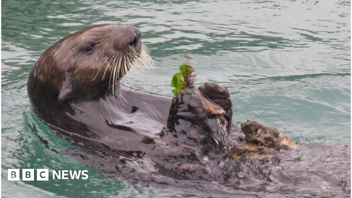 Sea otters ahead of dolphins in using tools - BBC News