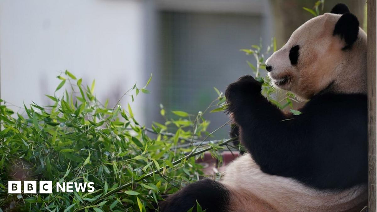Edinburgh pandas spend last day in the spotlight - BBC News