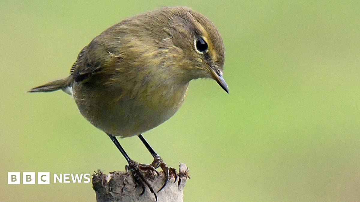 Increase in numbers of Scotland's woodland birds - BBC News