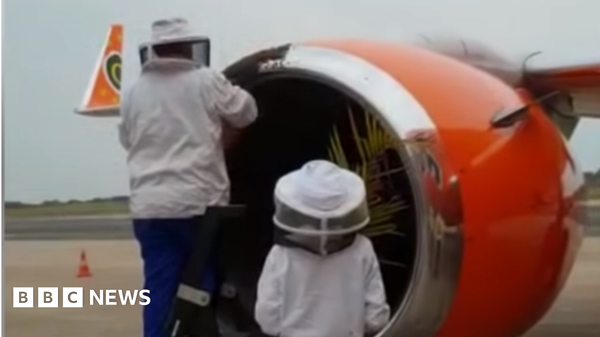 Bees in South African plane's engine delay flights - BBC News