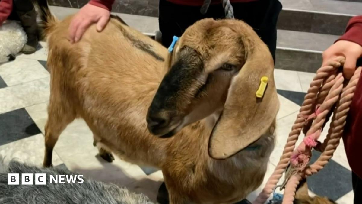 The bleat goes on in singing goat's Worcester Cathedral return - BBC News
