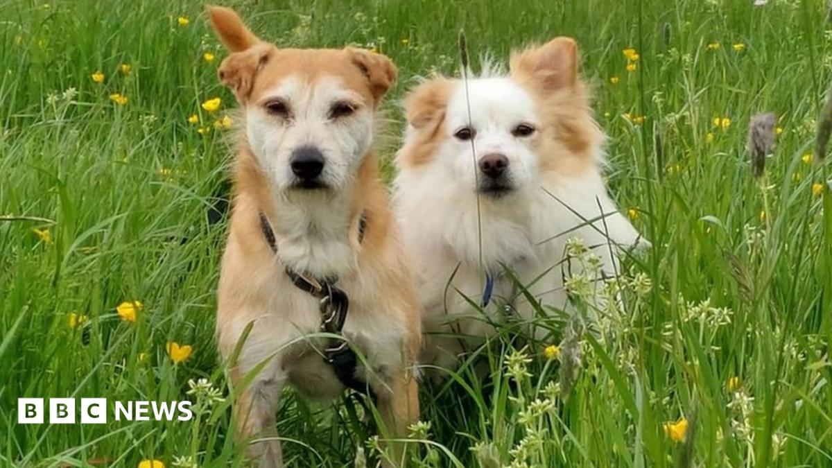 Inseparable rescued dogs had never been outside, RSPCA says - BBC News