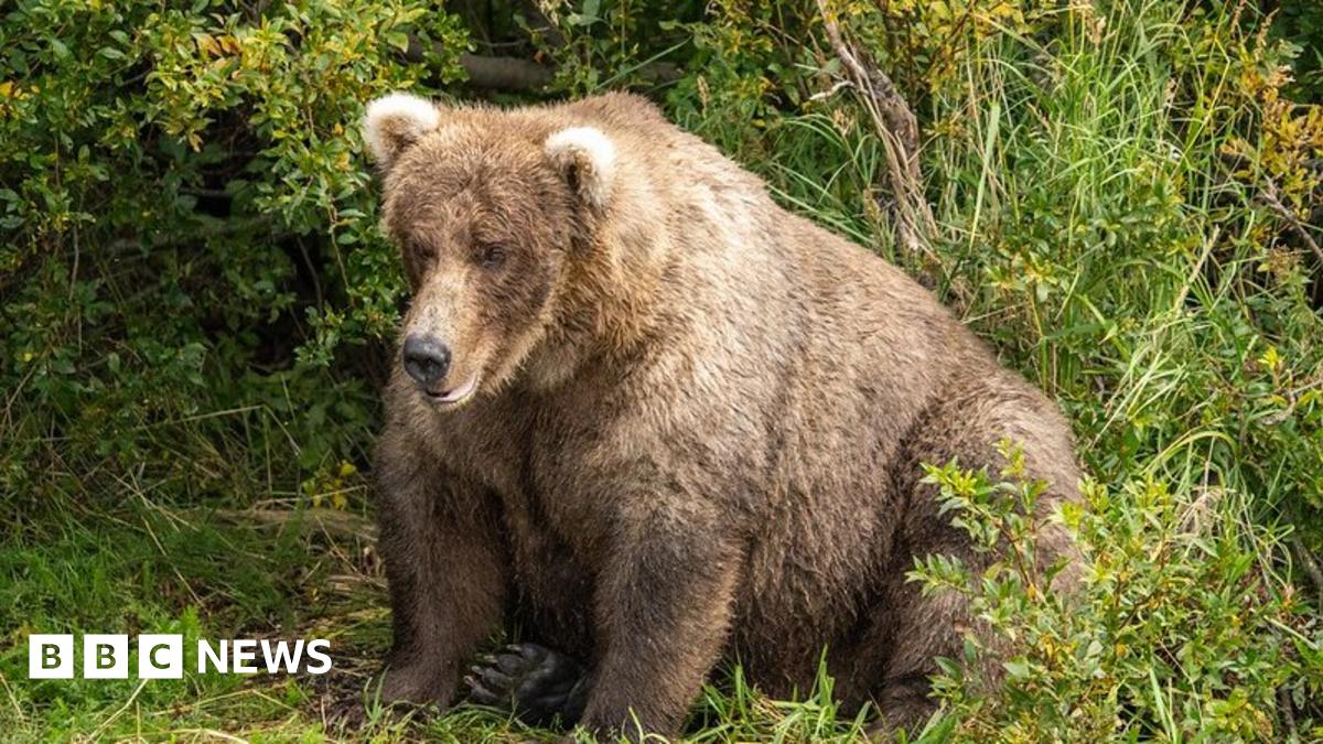 Fat Bear Week: Race is on for Alaska's bulkiest bear - BBC News