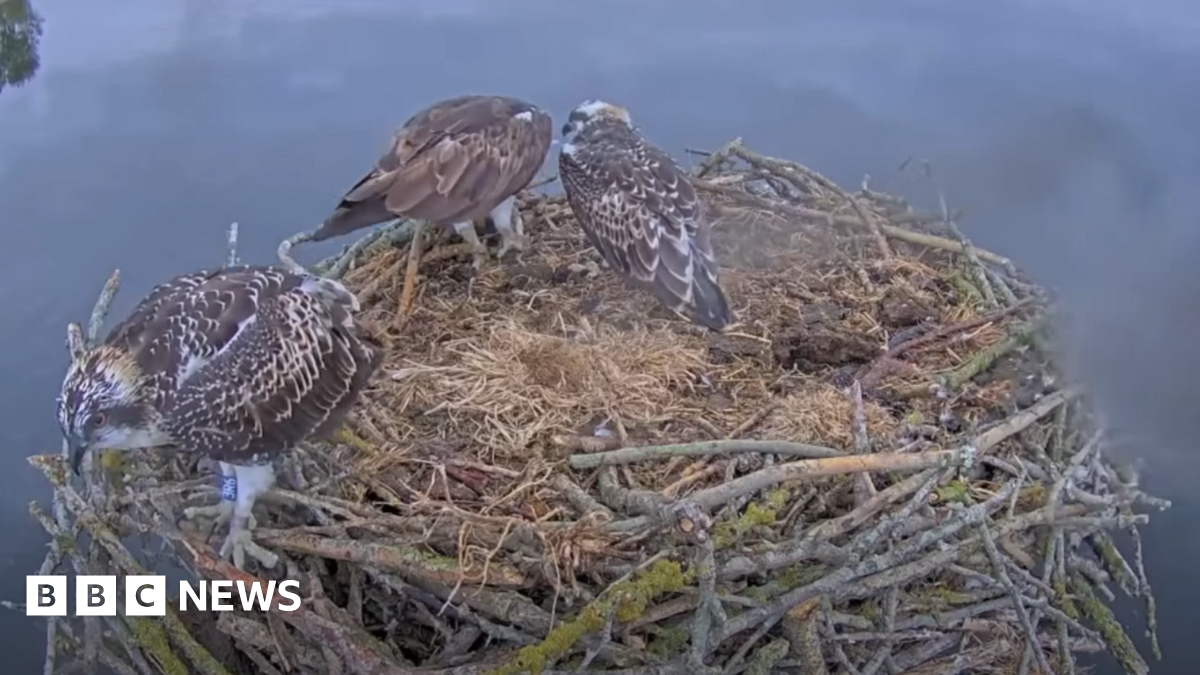 Osprey chick found dead at Rutland Water with wound on its side - BBC News