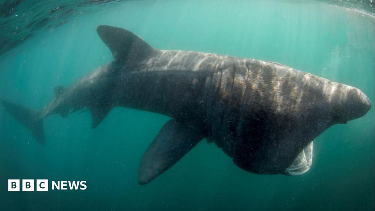 'Worrying' fall in basking sharks on Scotland's west coast - BBC News