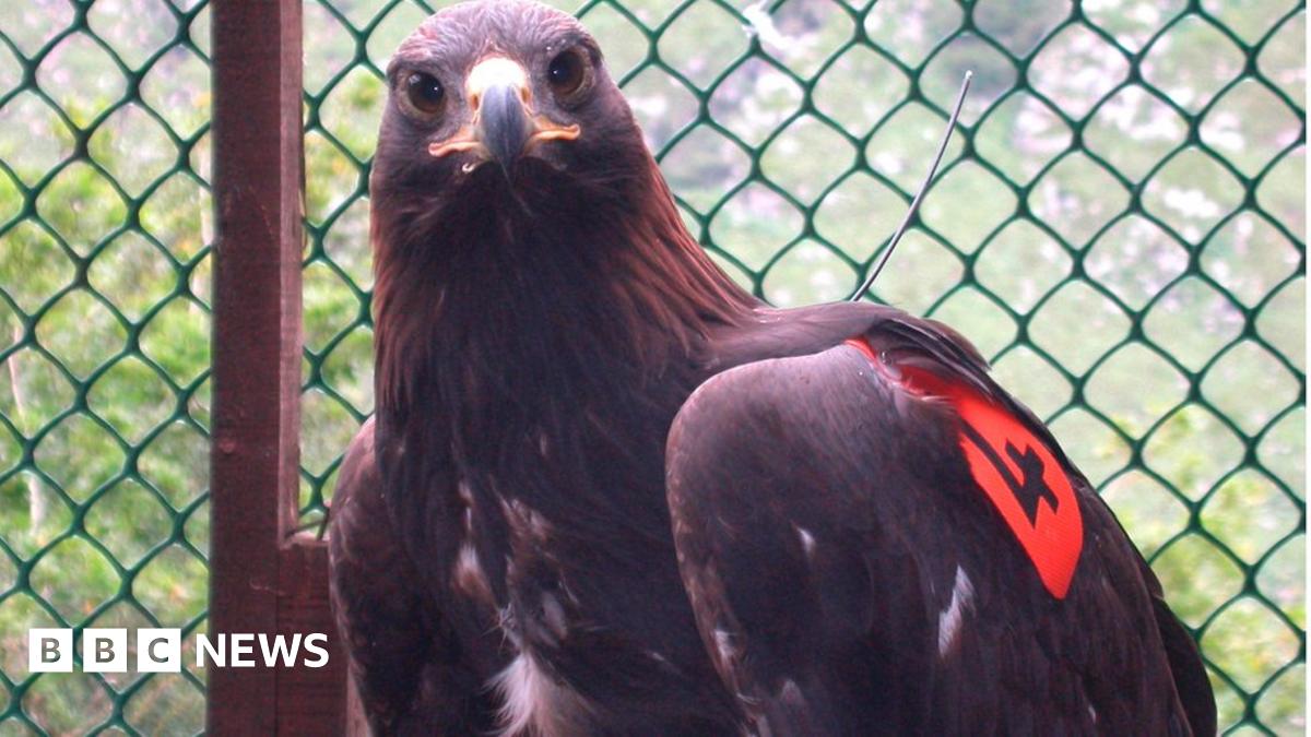 Can Ireland's golden and white-tailed eagles continue to soar? - BBC News