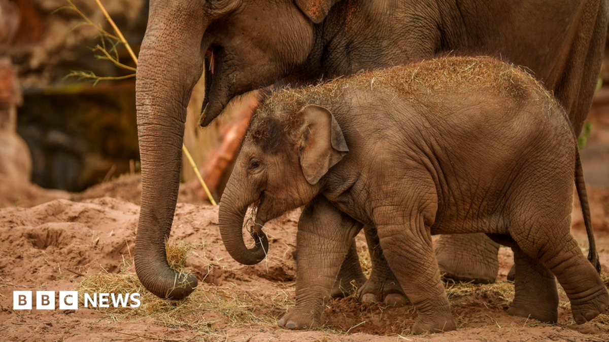 Vaccine trial for killer elephant virus begins - BBC News