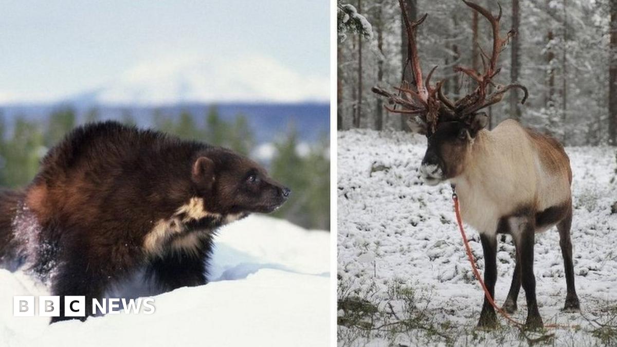 Reindeer hunted by wolverines get safety app - BBC News