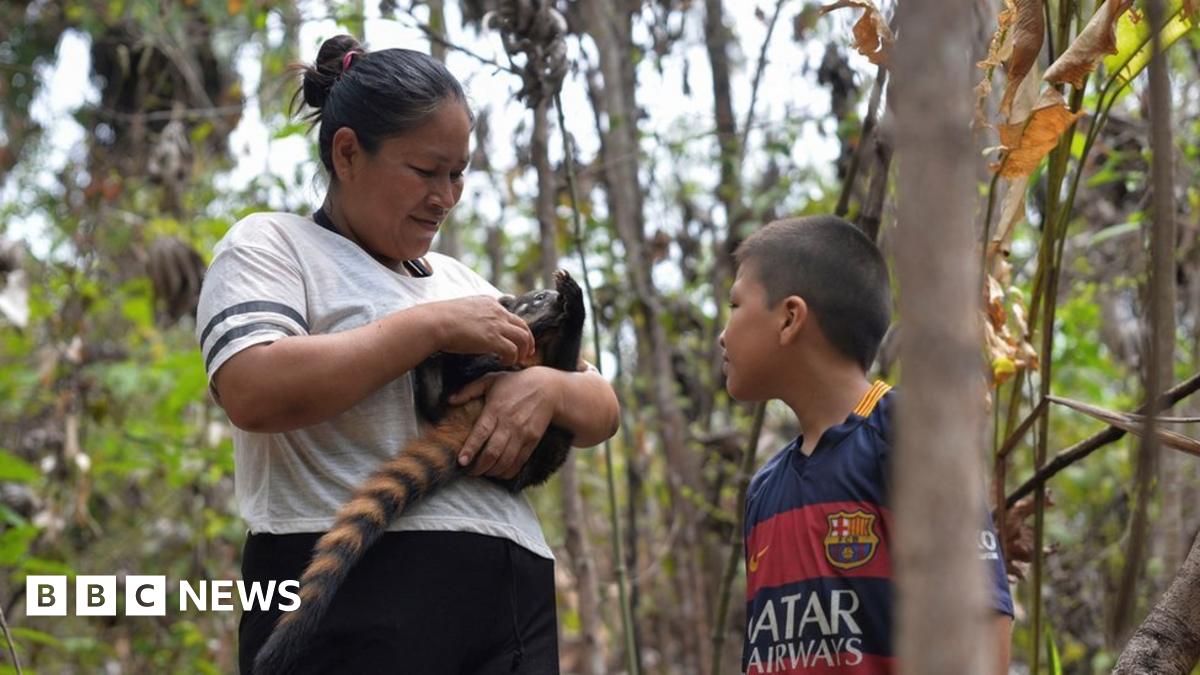 Bolivia wildfires: Locals care for animals affected by blazes - BBC News
