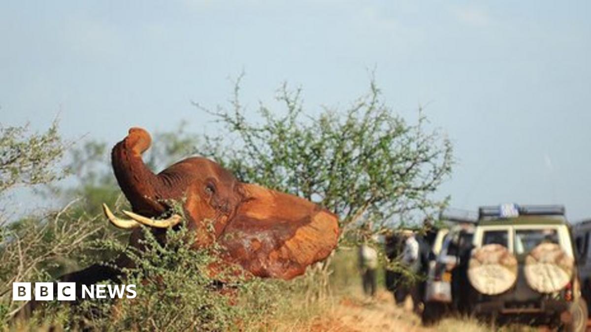Elephant protection debate to dominate conservation meeting - BBC News