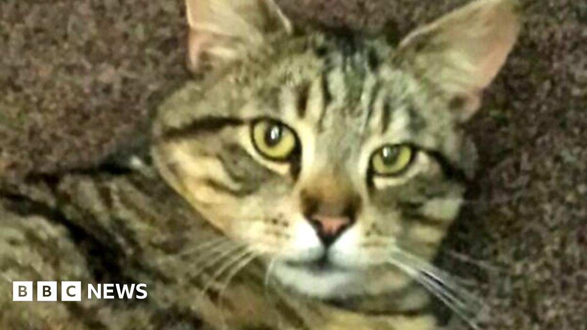 Cat found three years after going missing - BBC News