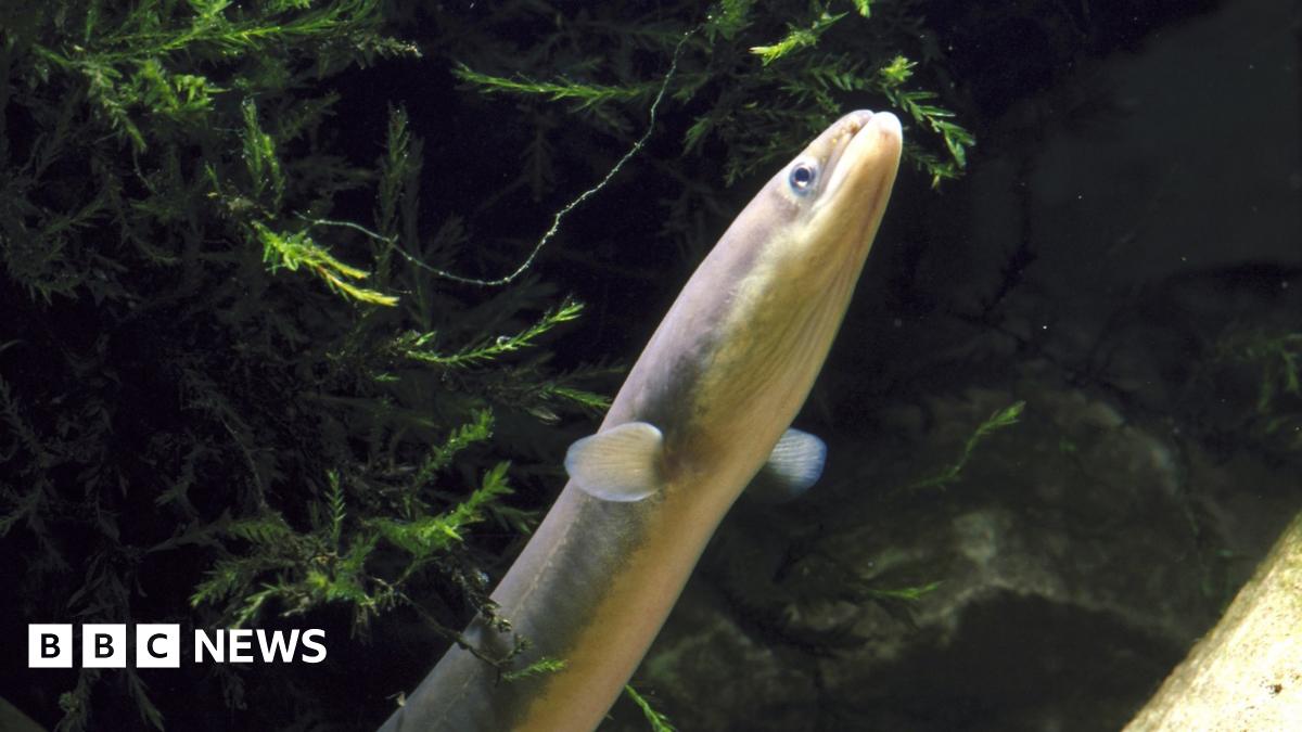 Swedish PM in hot water over eel fishing scandal - BBC News