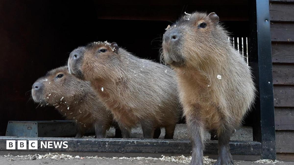 Zoo in Birmingham announces death of three capybaras - BBC News