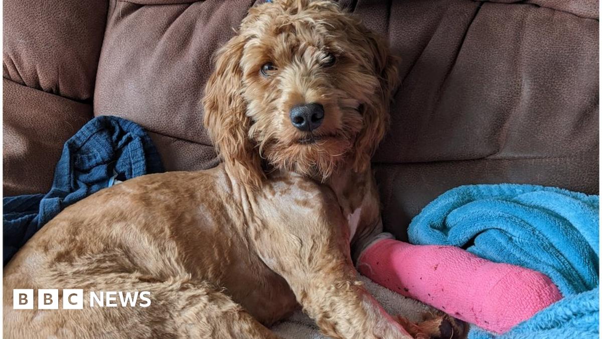 Devon RNLI crew rescues puppy left on 60ft-high ledge - BBC News