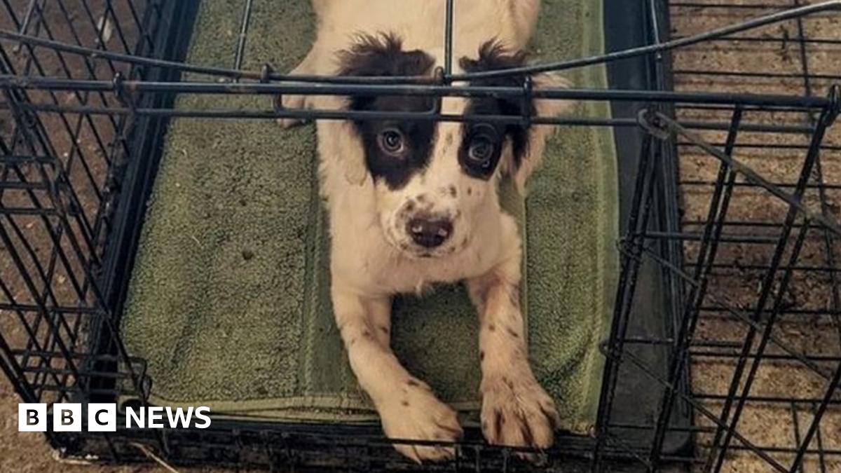 RSPCA warning after dogs dumped in Oxfordshire with note - BBC News