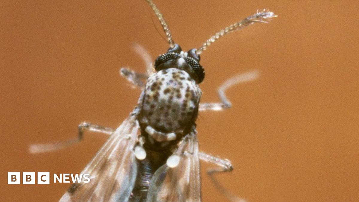 Peak levels of Highland biting midges expected soon - BBC News