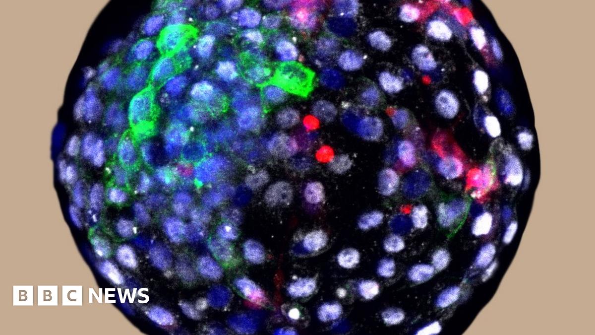 chimera human monkey