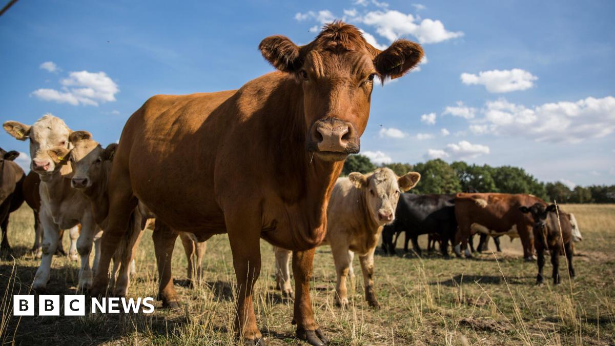 Outbreaks of 'life-threatening' botulism disease found in cattle - BBC News