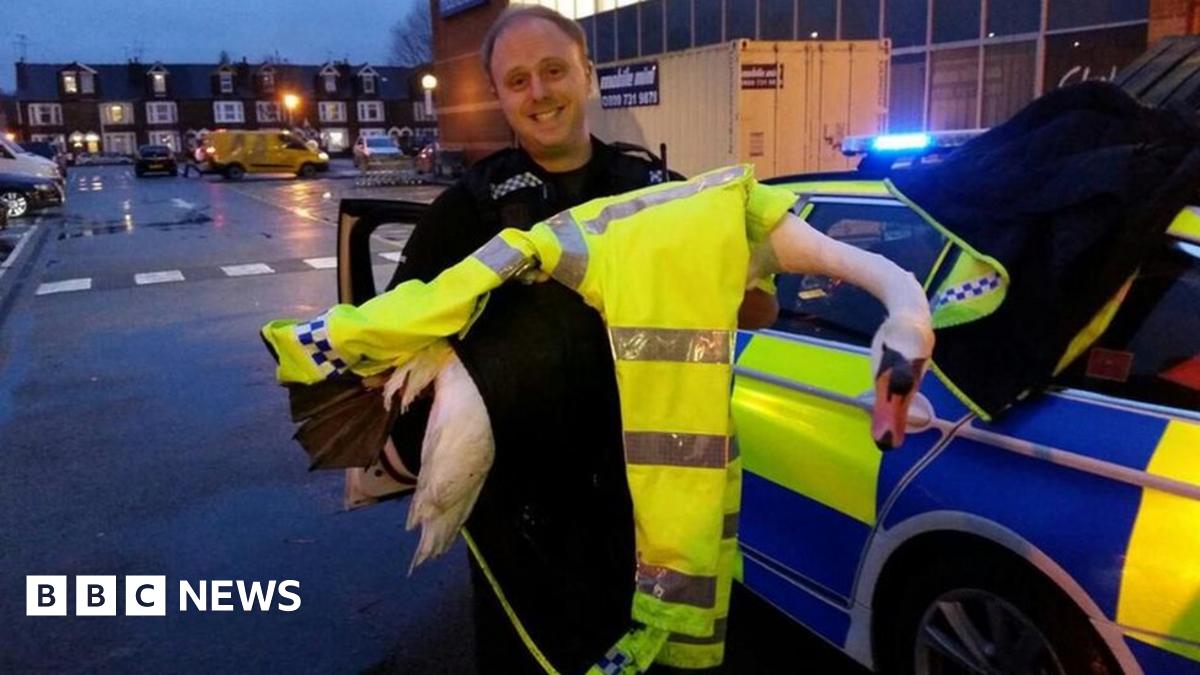 PC in 'Hot Fuzz' swan chase near Reading - BBC News