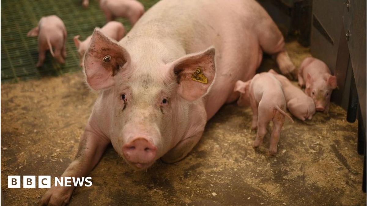 Labour shortage a human disaster for pig farms - NFU - BBC News