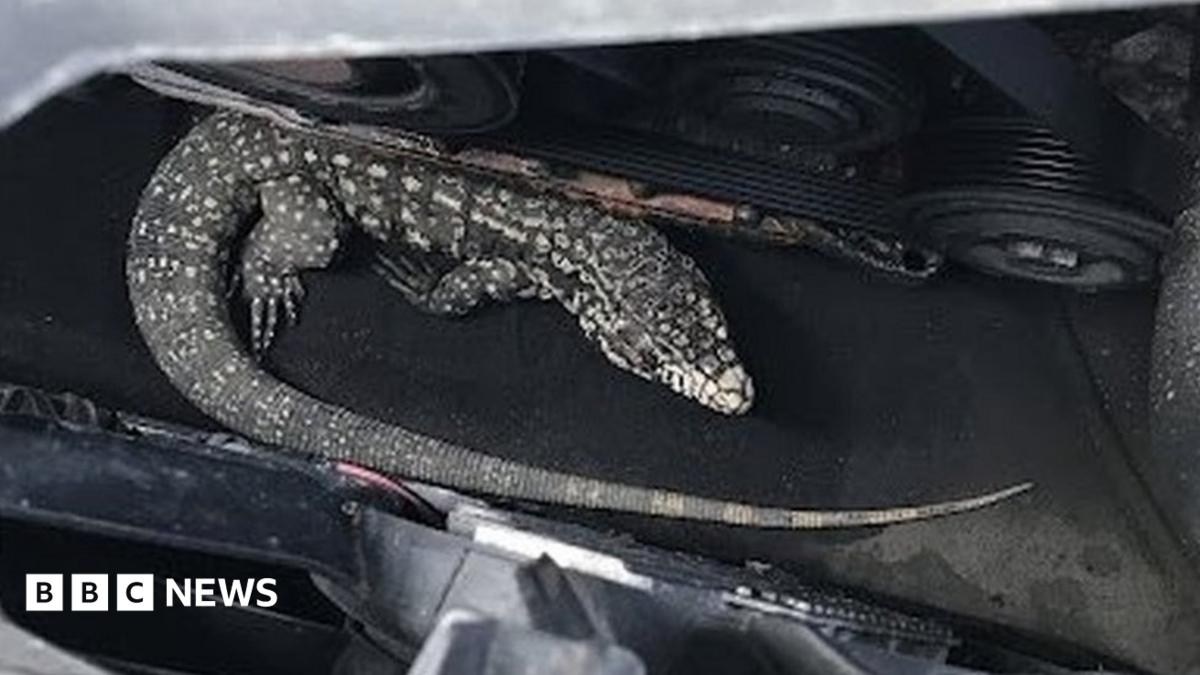 Trapped lizard rescued from under car engine in Plymouth - BBC News