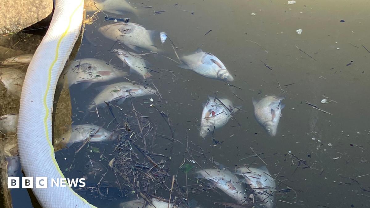 Kennet and Avon incident affects 1,000 fish - BBC News