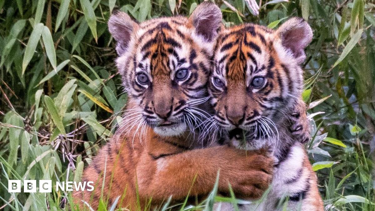 Sumatran tiger twins thriving in first public appearance at Chester Zoo ...