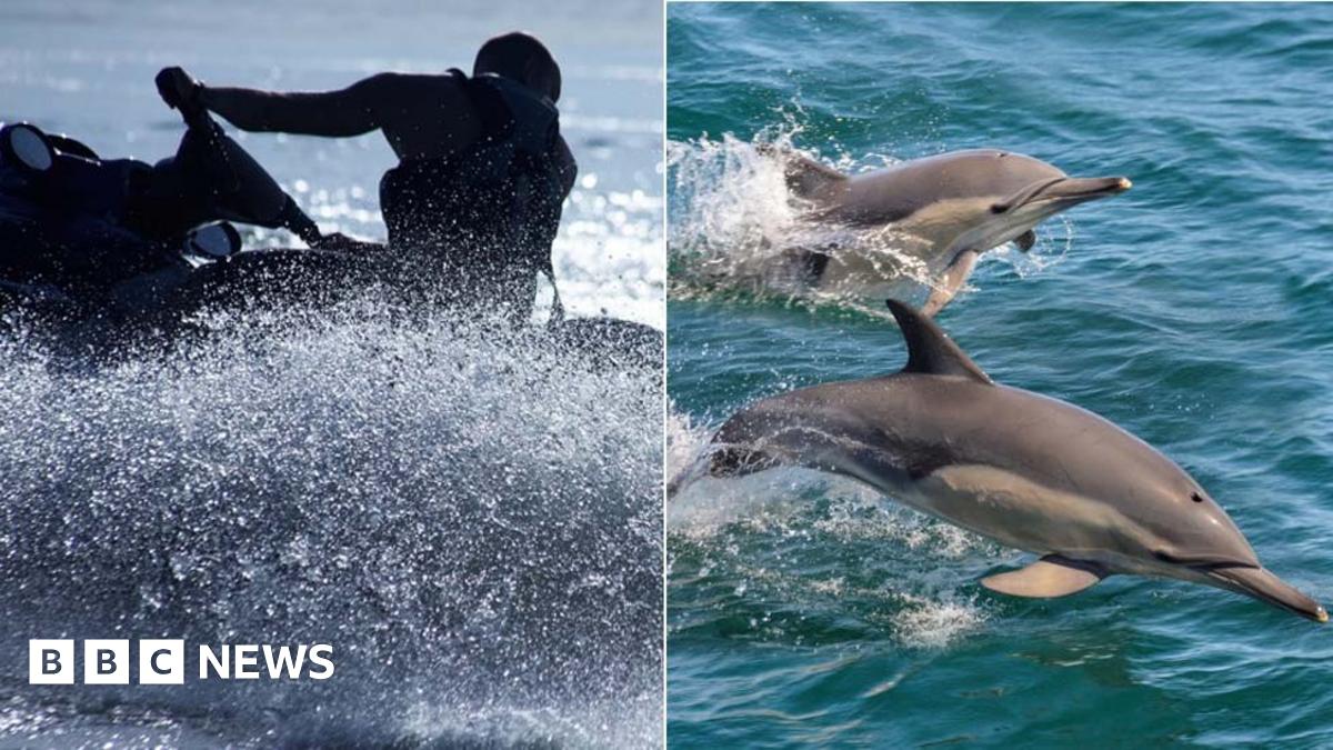 Operation Neptune to prevent north Wales dolphin attacks - BBC News