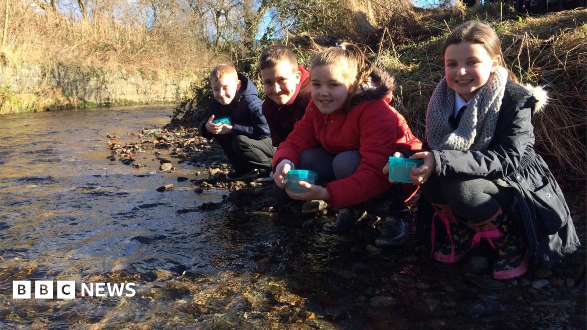 Pupils run trout hatcheries in classrooms - BBC News
