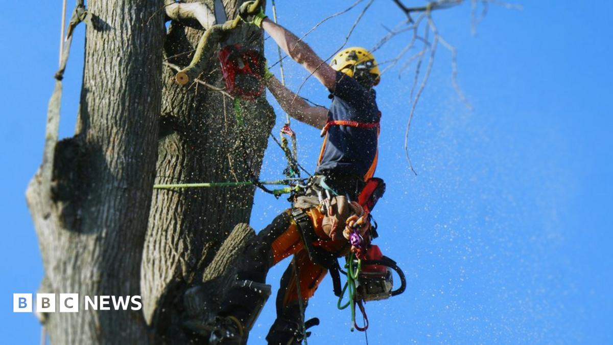Bristol council 'failing to punish' for illegal tree felling - BBC News
