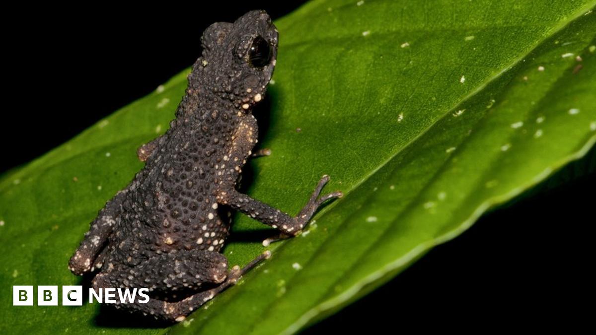 Lord of the Rings toad on brink of extinction - BBC News
