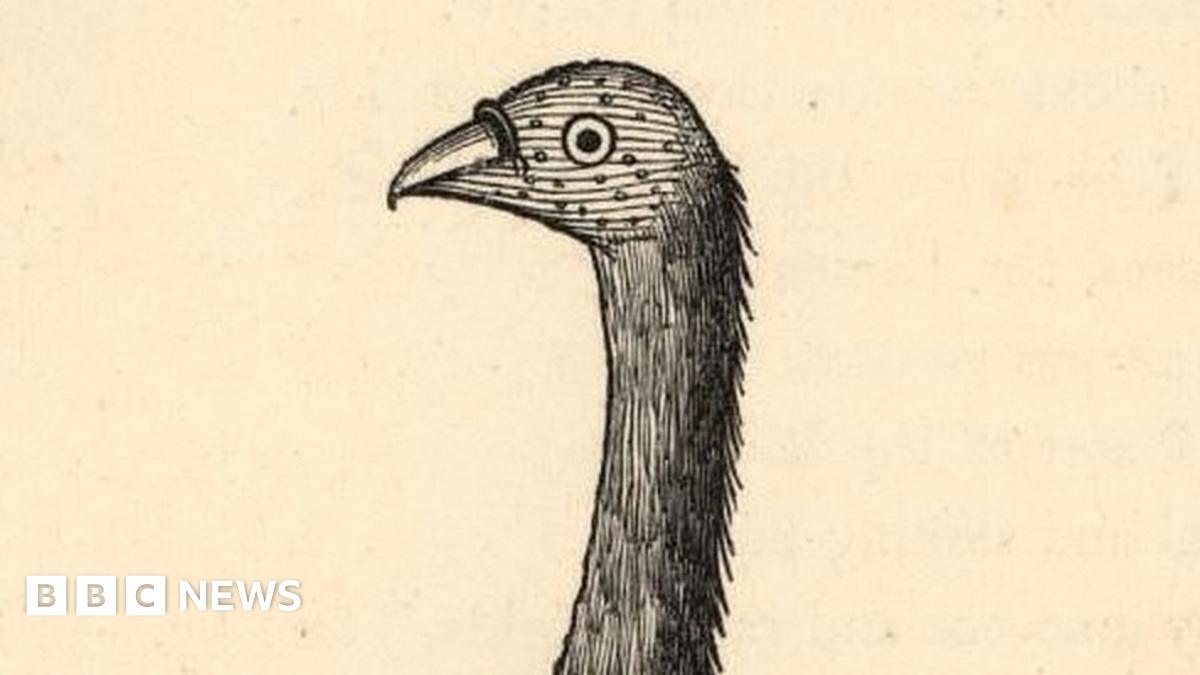 The other Dodo: Extinct bird that used its wings as clubs - BBC News