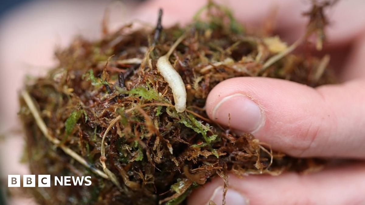Thousands of rare fly larvae released in Cairngorms - BBC News