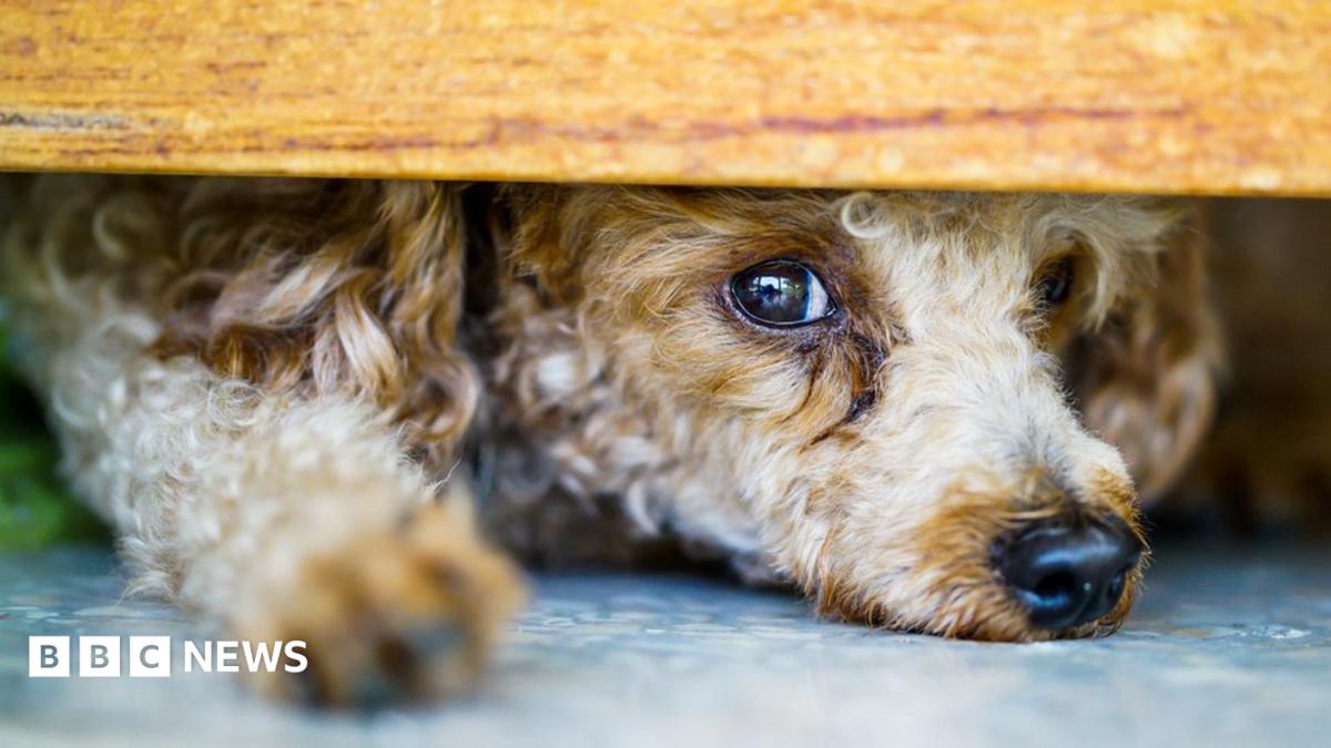 Tougher punishments for animal cruelty crimes in England and Wales ...