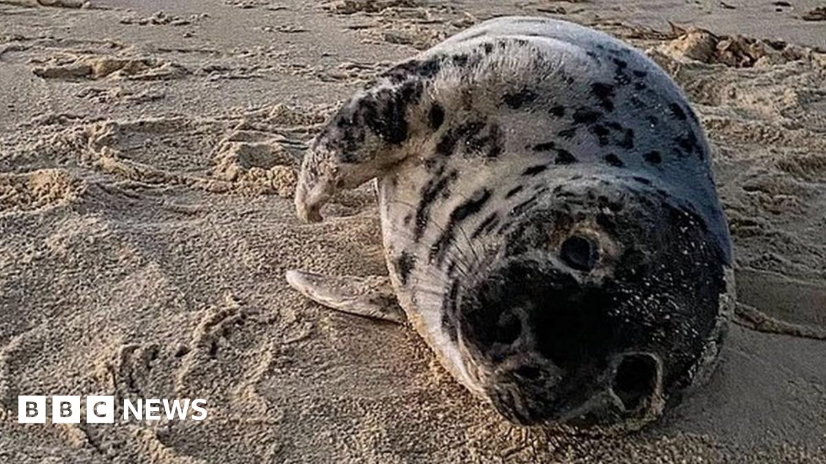Norfolk seals: Prof Ben Garrod left 'disgusted' at dog attack - BBC News