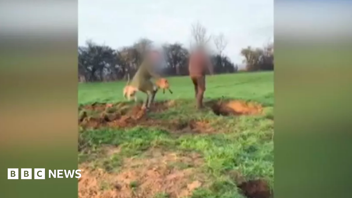 Man denies wildlife offences over Wiltshire fox hunt video - BBC News
