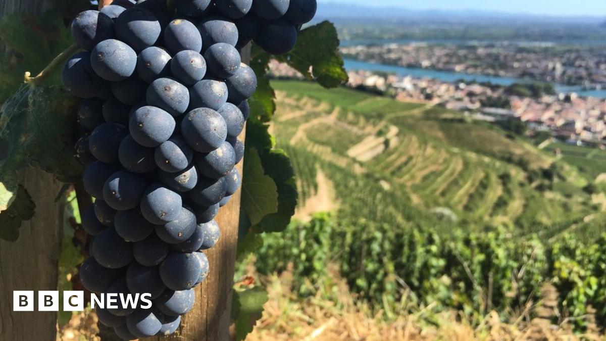 Does Shiraz wine come from Iran? - BBC News