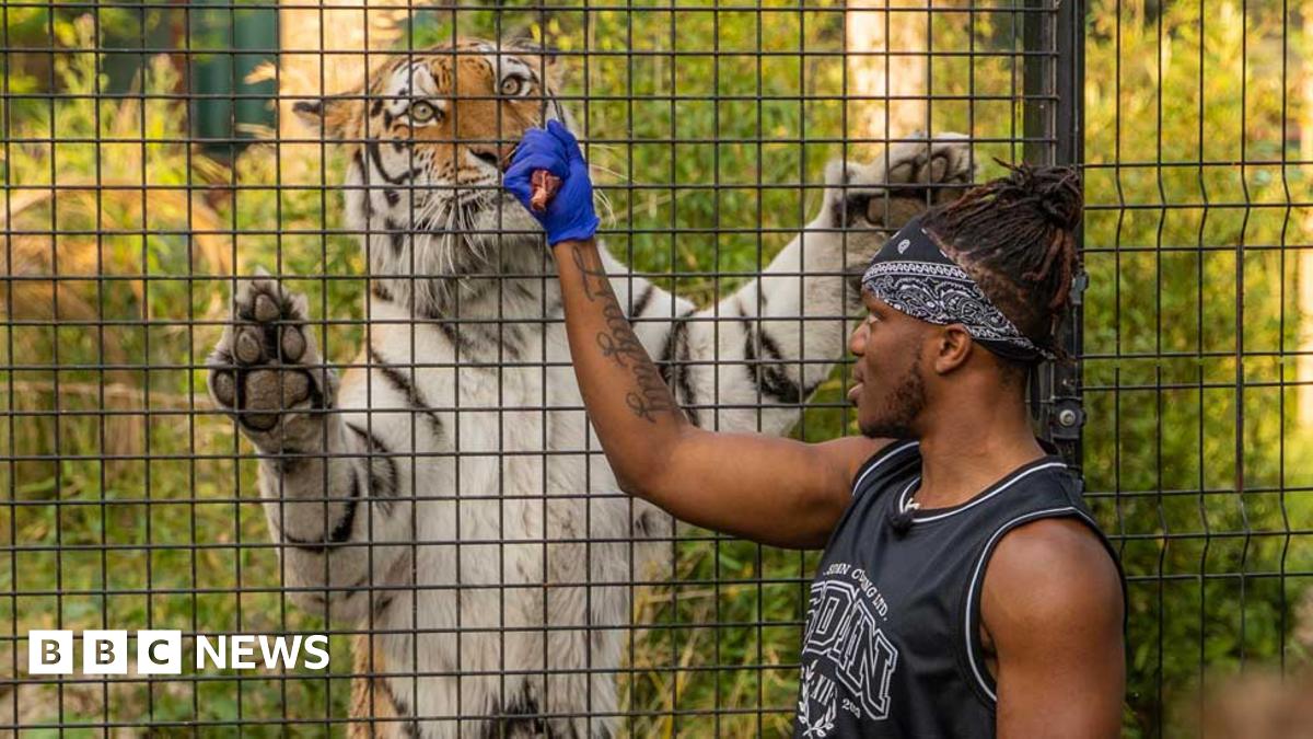 KSI and Sidemen hand-feed tigers at Paradise Wildlife Park - BBC News